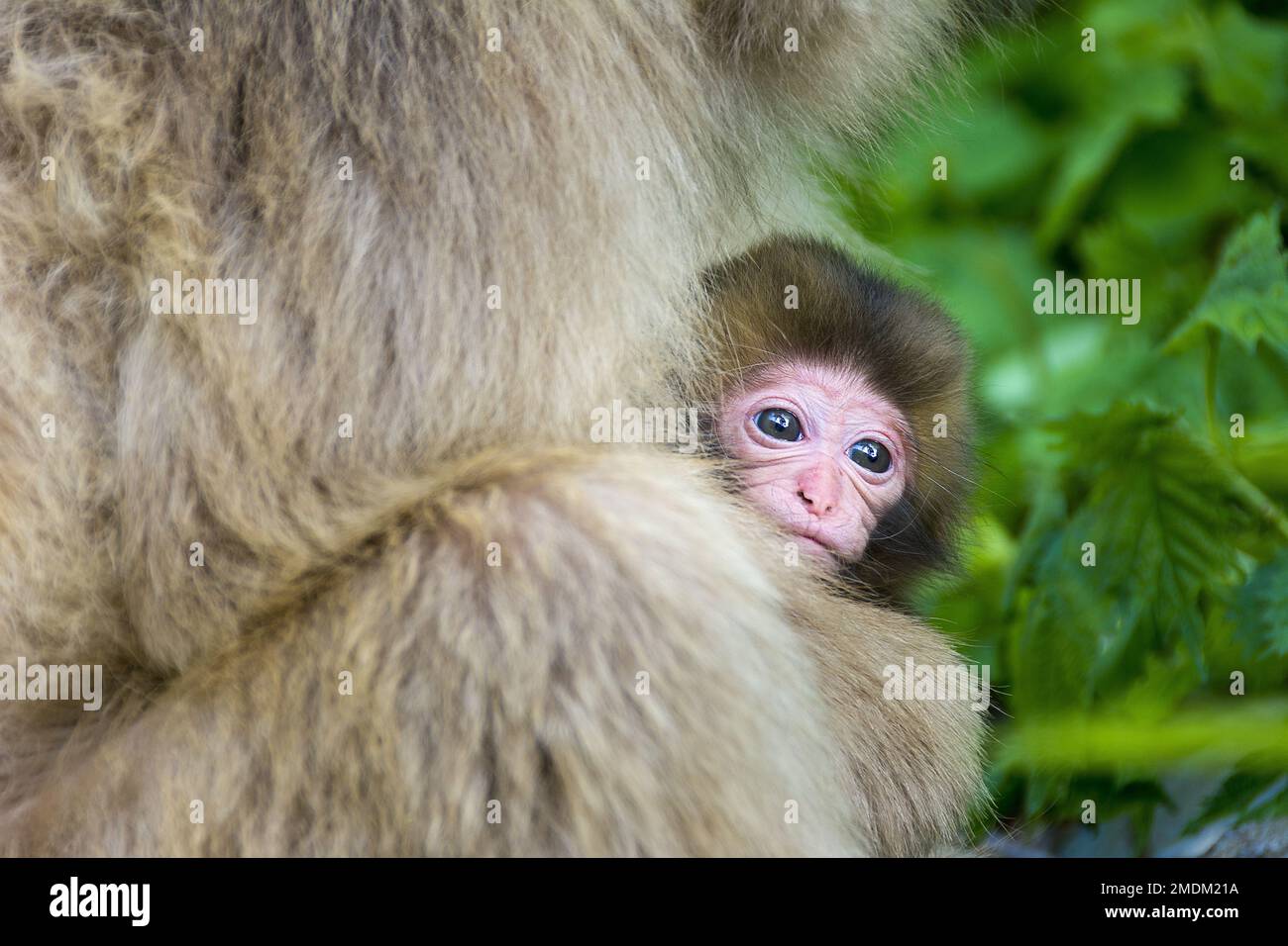 Jigokudani national park young monkey hi-res stock photography and ...