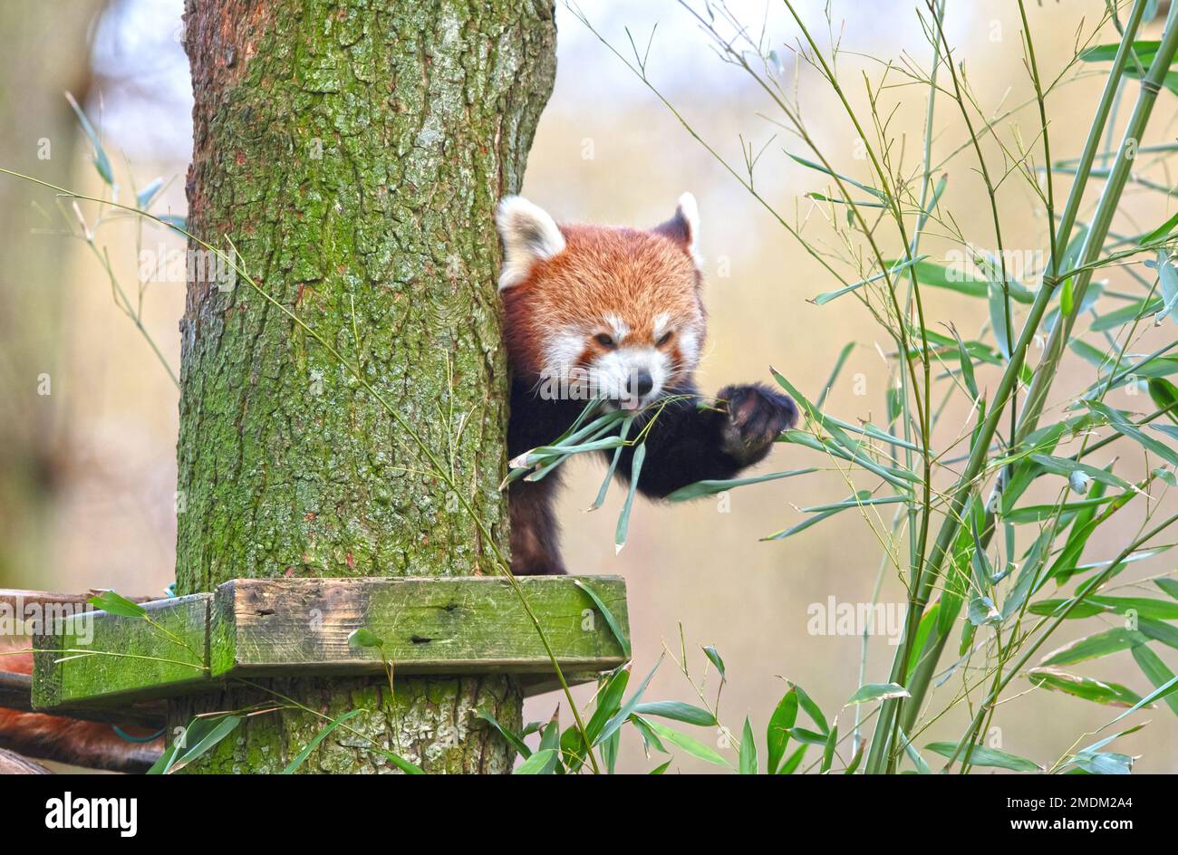 Firefox, the Red Panda (Ailurus fulgens) behind a tree, eating Stock ...