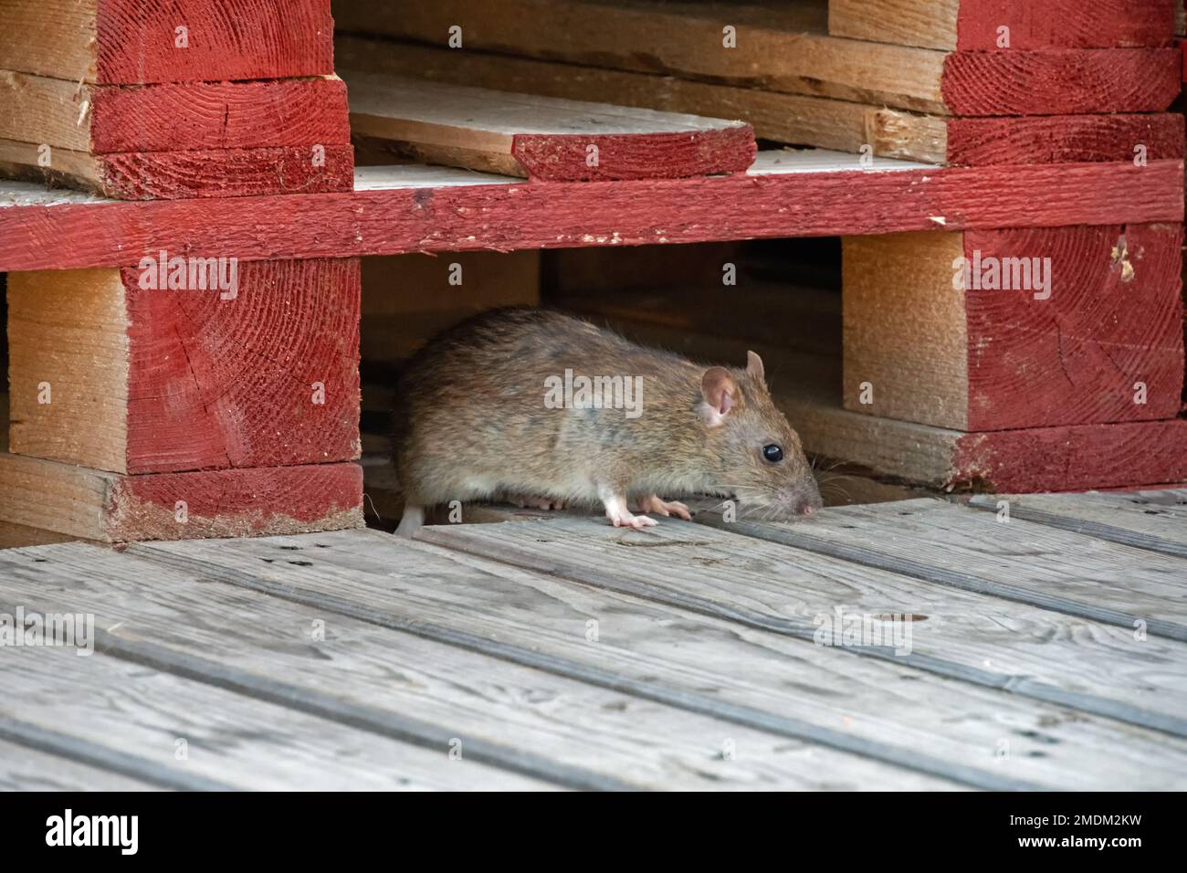 Pallet furniture hi-res stock photography and images - Alamy