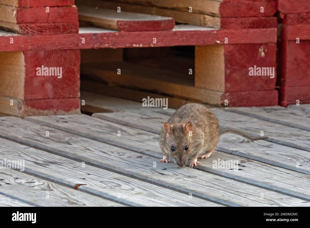 Close-up of a rat (Rattus) searching for food under pallet furniture ...