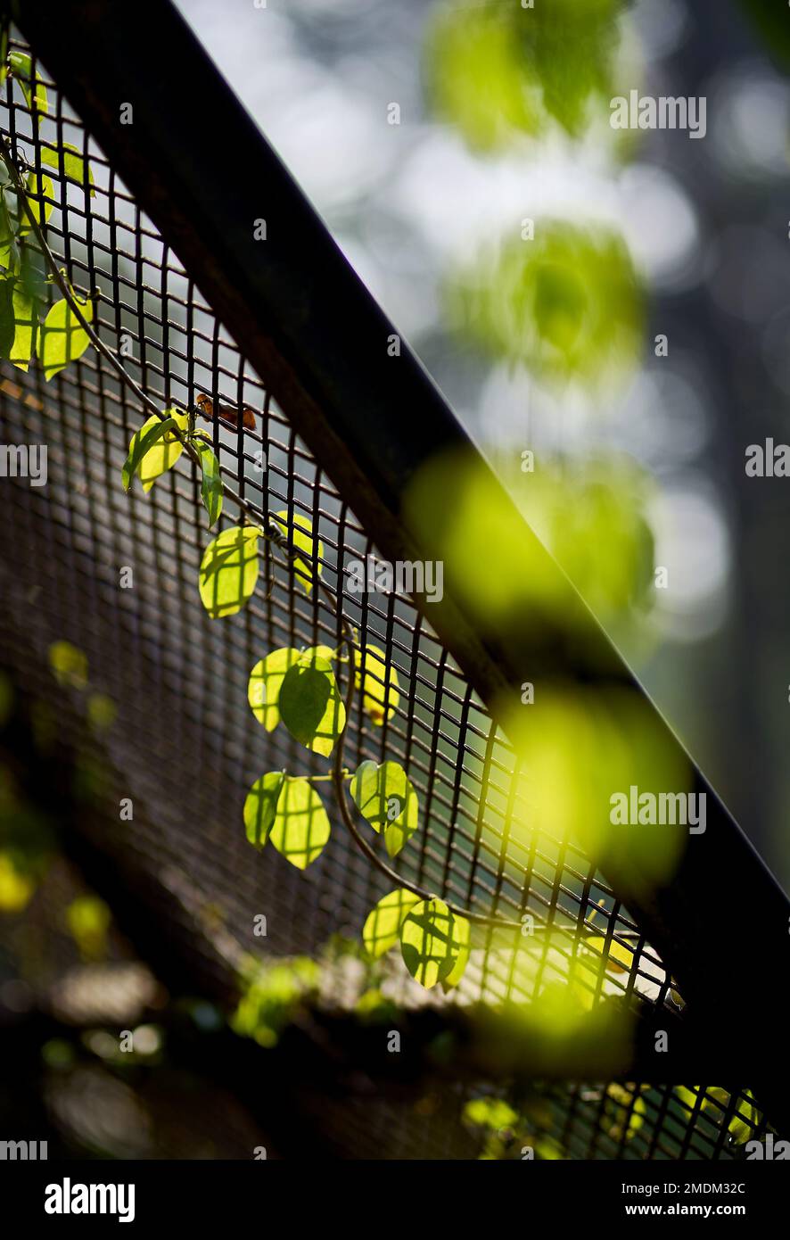 Green leaves ivy on the wire mesh Stock Photo - Alamy