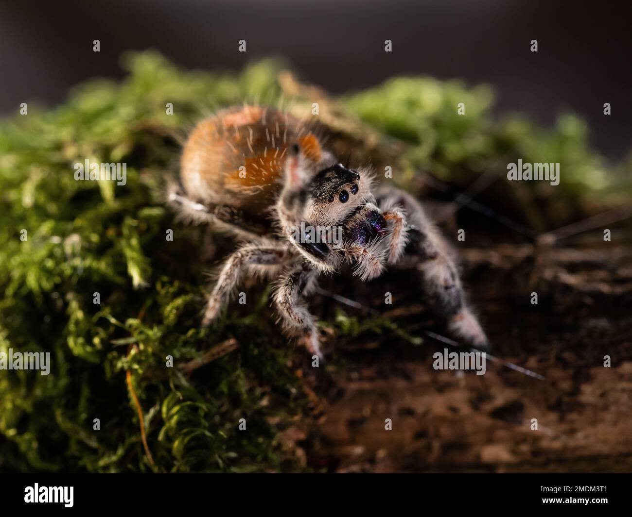 Close up portrait of Tarantula spider. Big hairy Arachnida on green ...