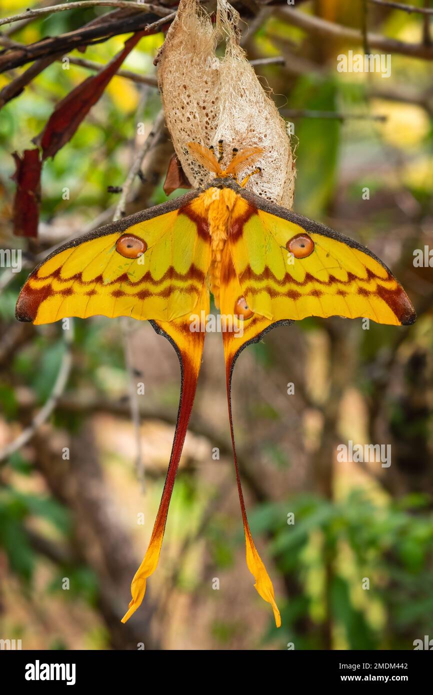 Madagascan Moon Moth - Actias mittrei, beautiful large moth from ...
