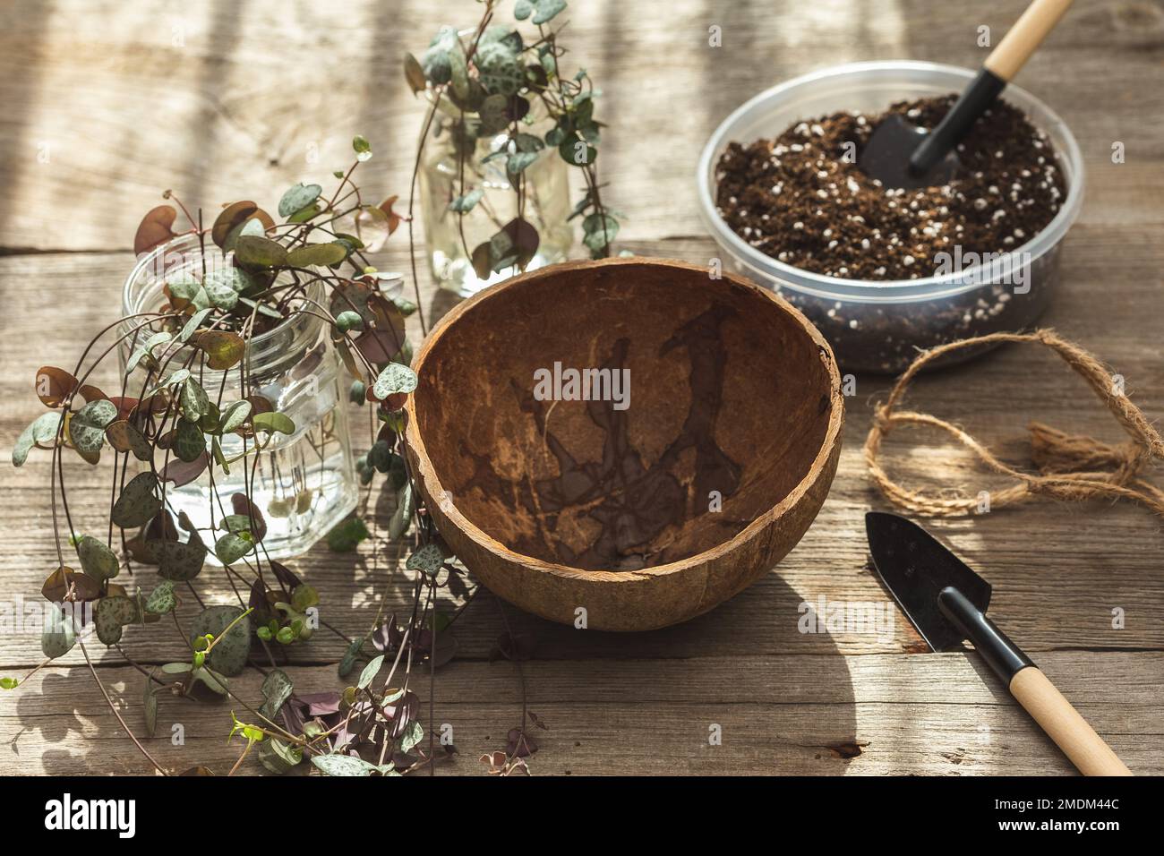 Rooting jar hi-res stock photography and images - Alamy