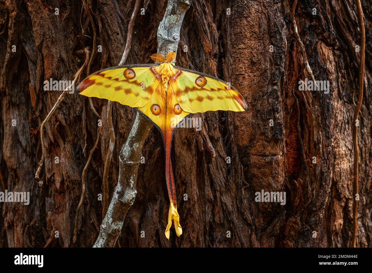 Madagascan Moon Moth - Actias mittrei, beautiful large moth from ...