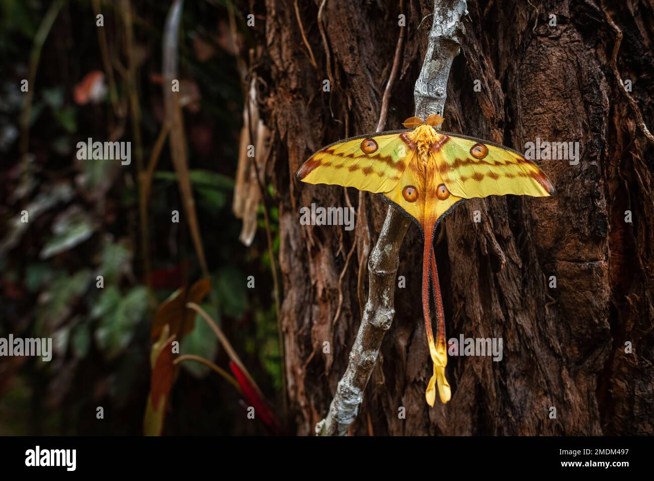 Madagascan Moon Moth - Actias mittrei, beautiful large moth from ...