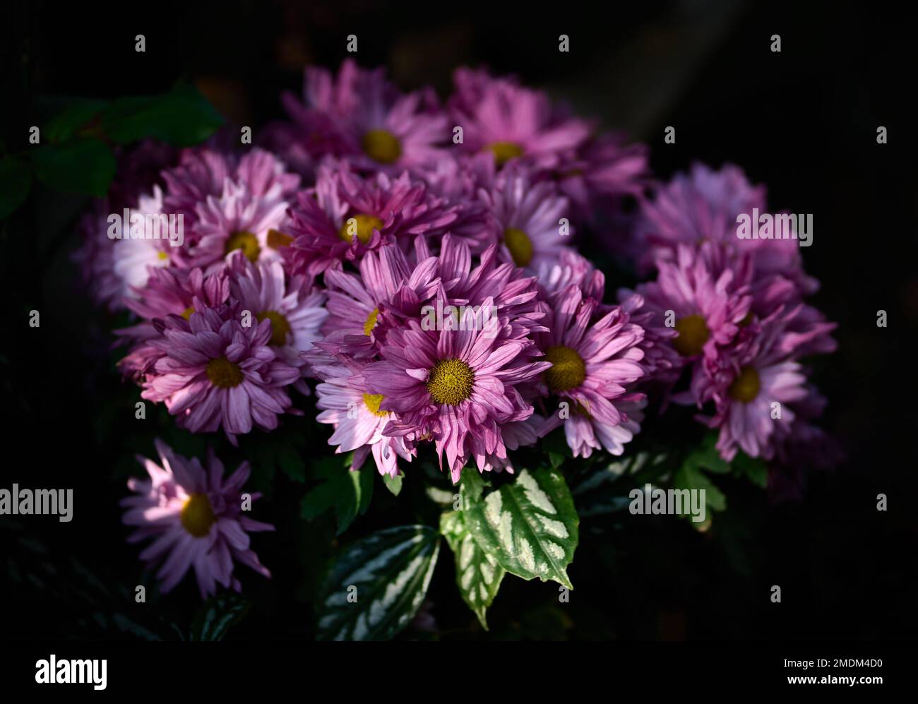 Bunch of magenta flowers in bloom Stock Photo - Alamy