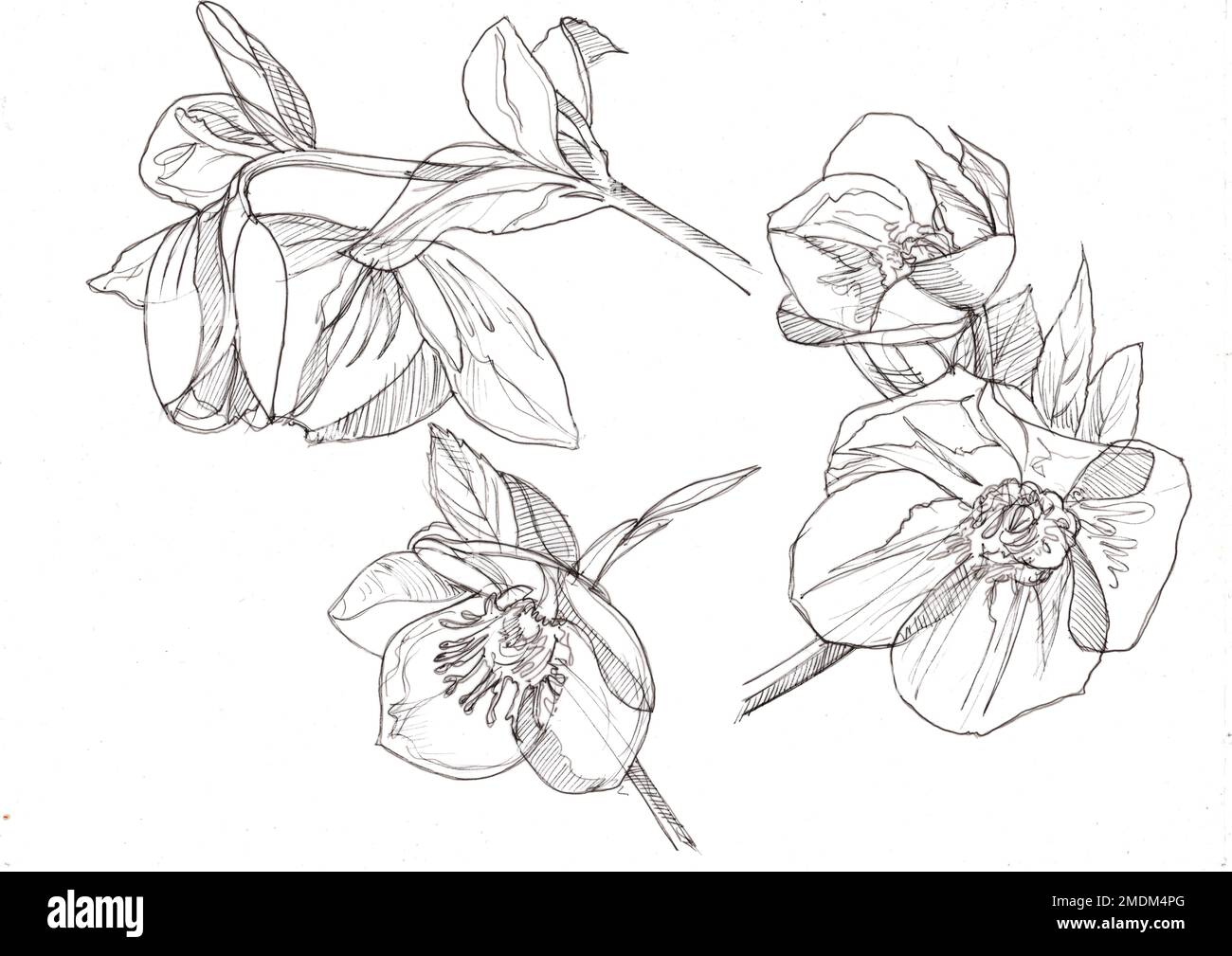 Pink hellebore flower Cut Out Stock Images & Pictures - Alamy