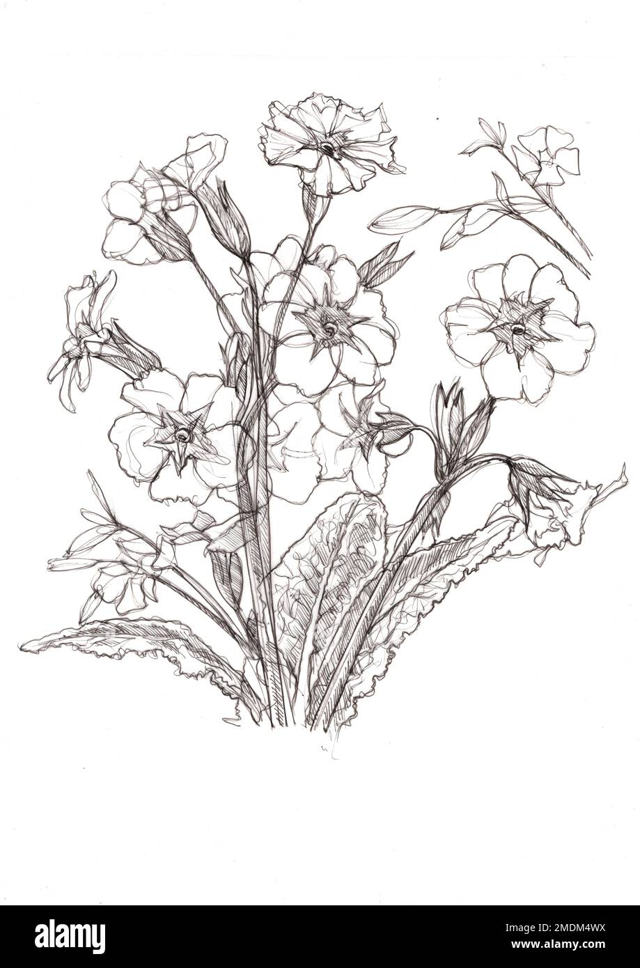 Black and white pencil sketch of a primrose plant Stock Photo - Alamy