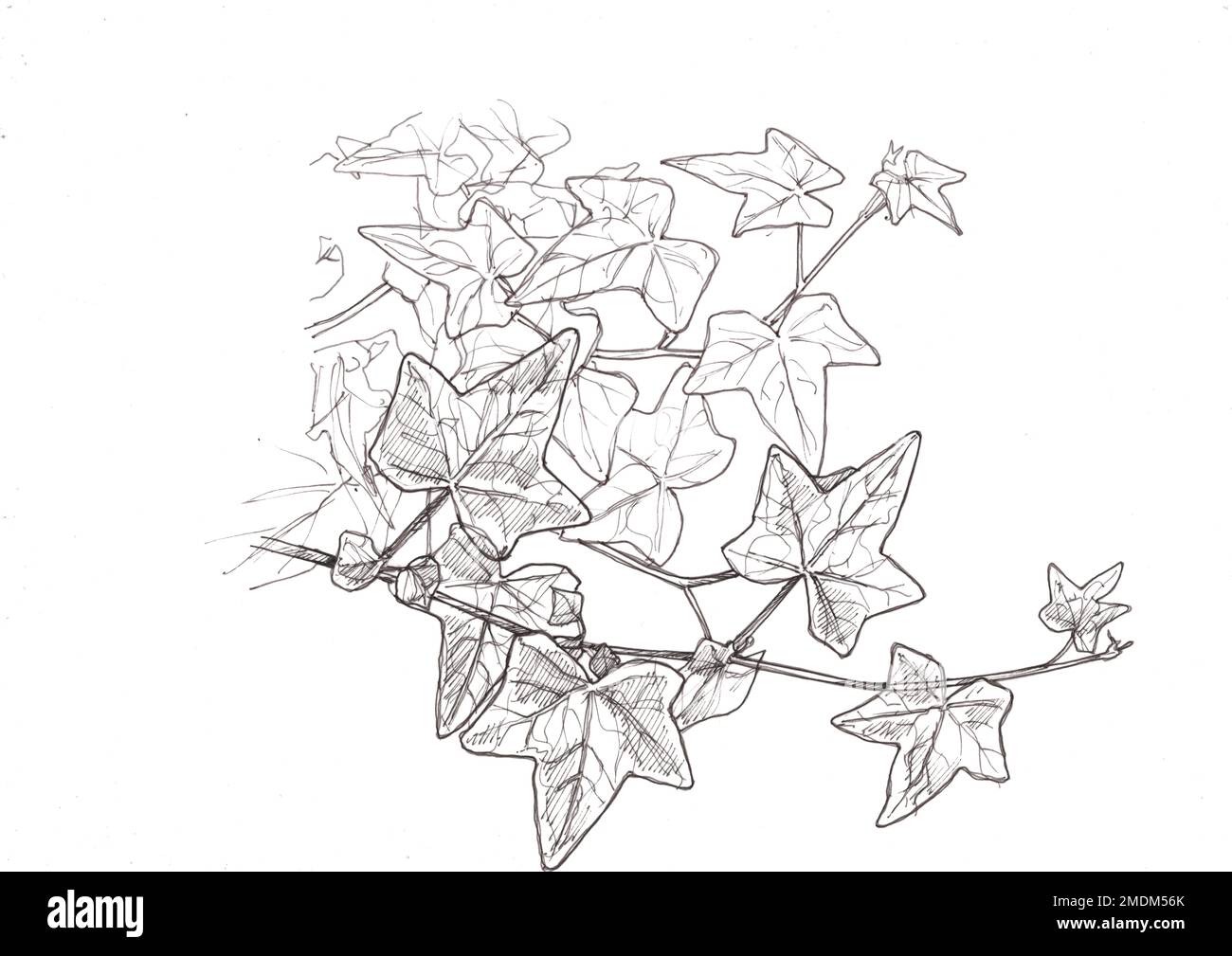 Black and white pencil sketch of ivy leaves Stock Photo - Alamy
