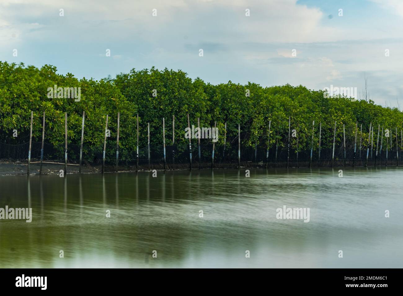 Green mangrove forest by the Tirang Beach. Semarang, Central Java ...
