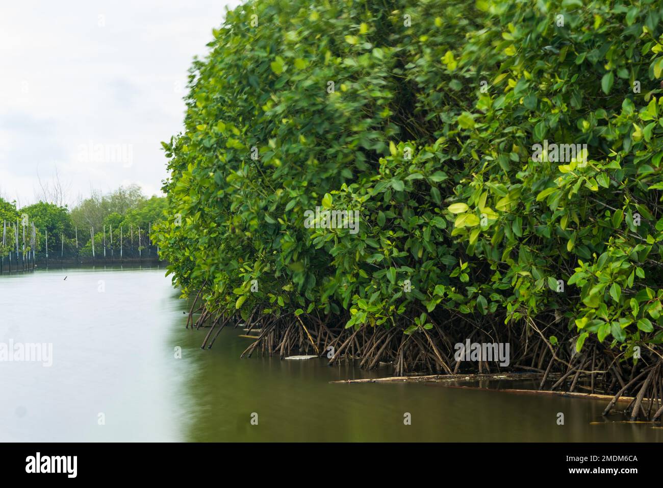 Mangrove planting indonesia hi-res stock photography and images - Alamy