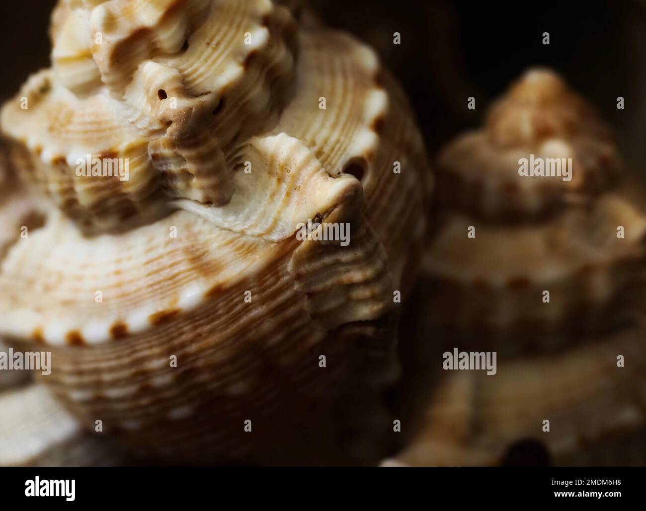 Seashell background hi-res stock photography and images - Alamy