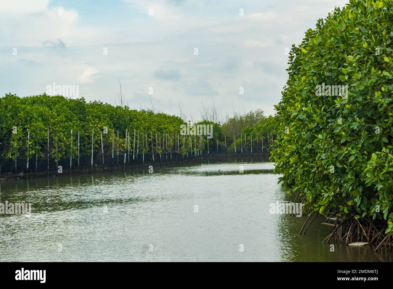 Green mangrove forest by the Tirang Beach. Semarang, Central Java ...