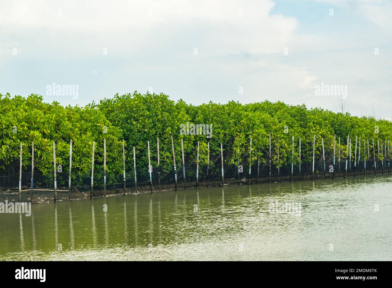 Green mangrove forest by the Tirang Beach. Semarang, Central Java ...