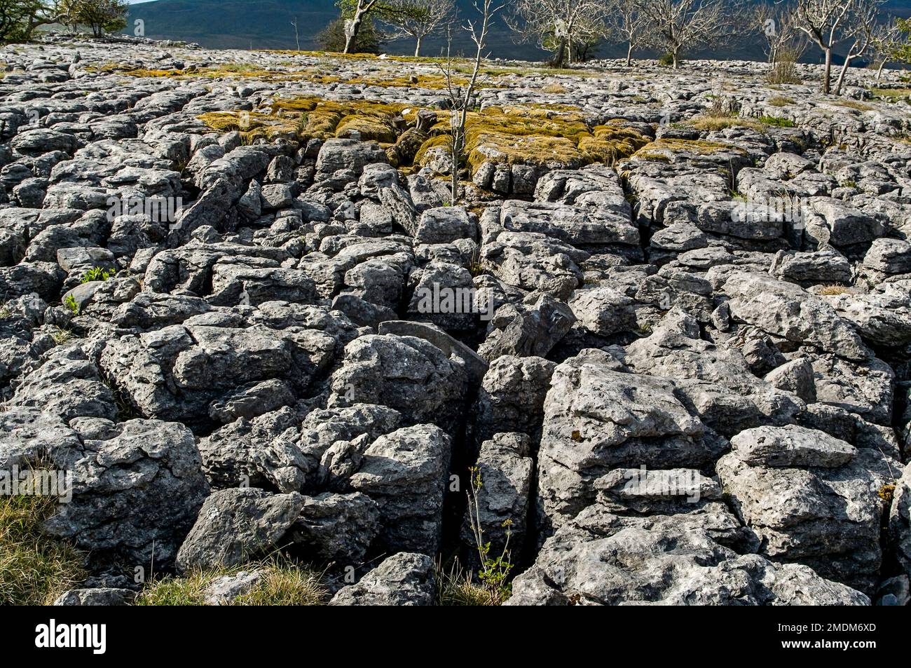 Karst limestone pavement with clints and grykes at Kingsdale, near ...
