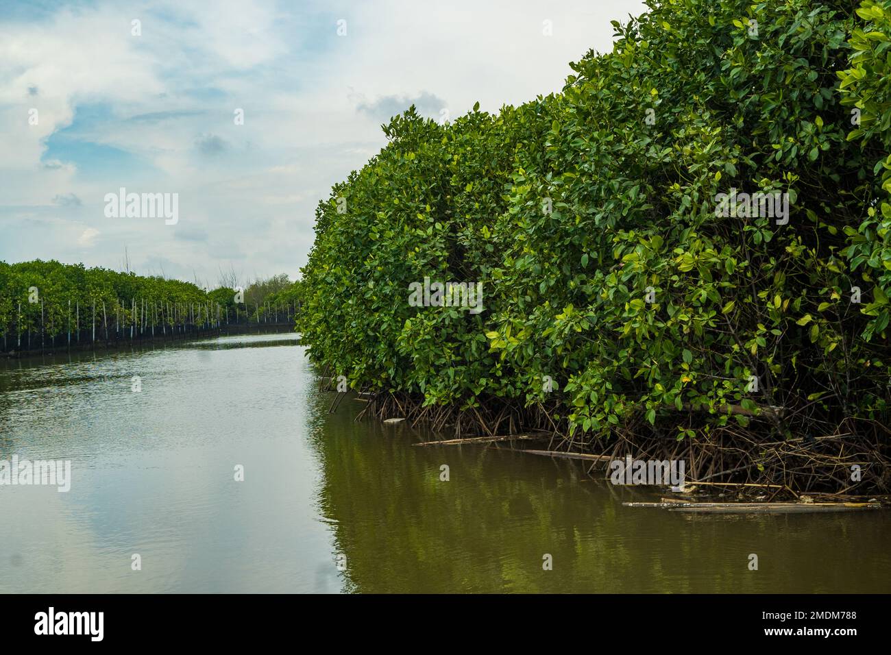 Mangrove planting hi-res stock photography and images - Alamy