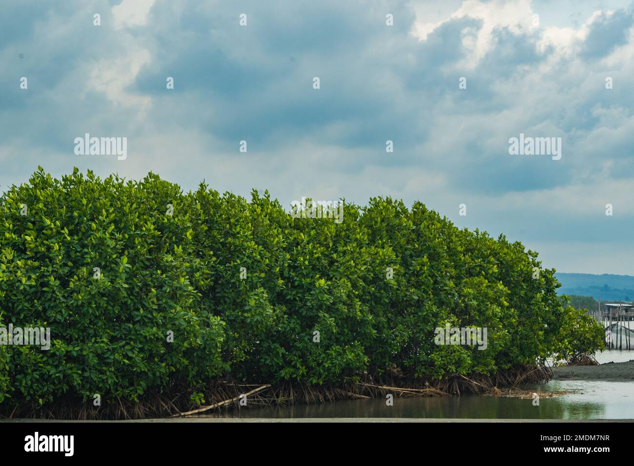 Green mangrove forest by the Tirang Beach. Semarang, Central Java ...
