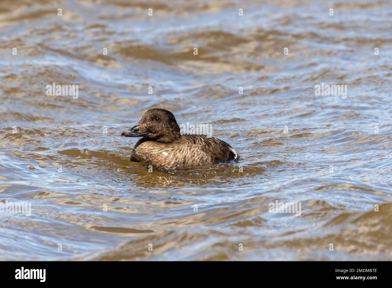 The velvet scoter (Melanitta fusca), also called a velvet duck. Sea ...