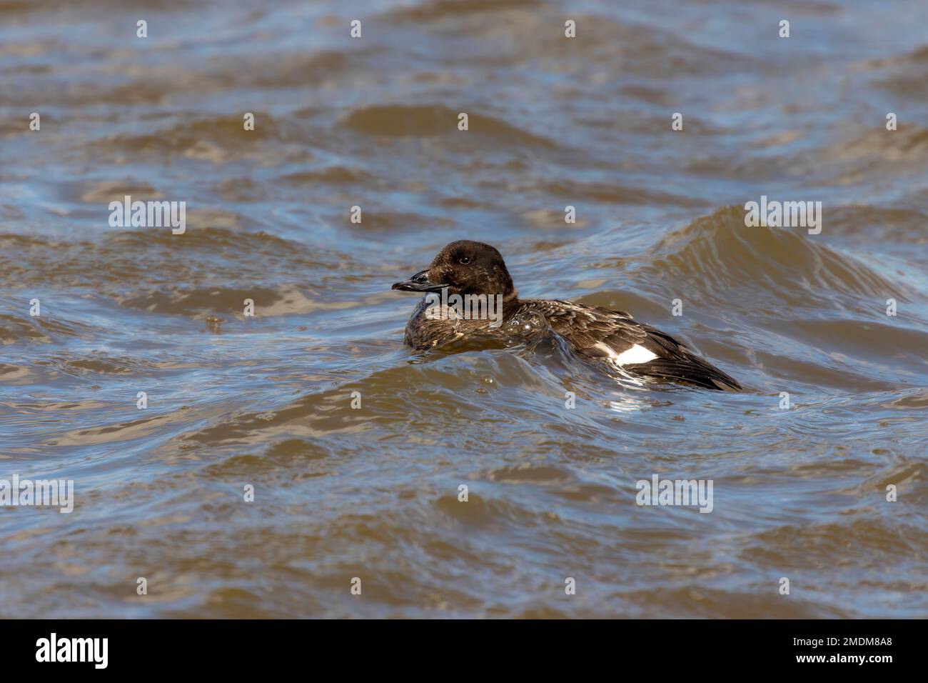 The velvet scoter (Melanitta fusca), also called a velvet duck. Sea ...