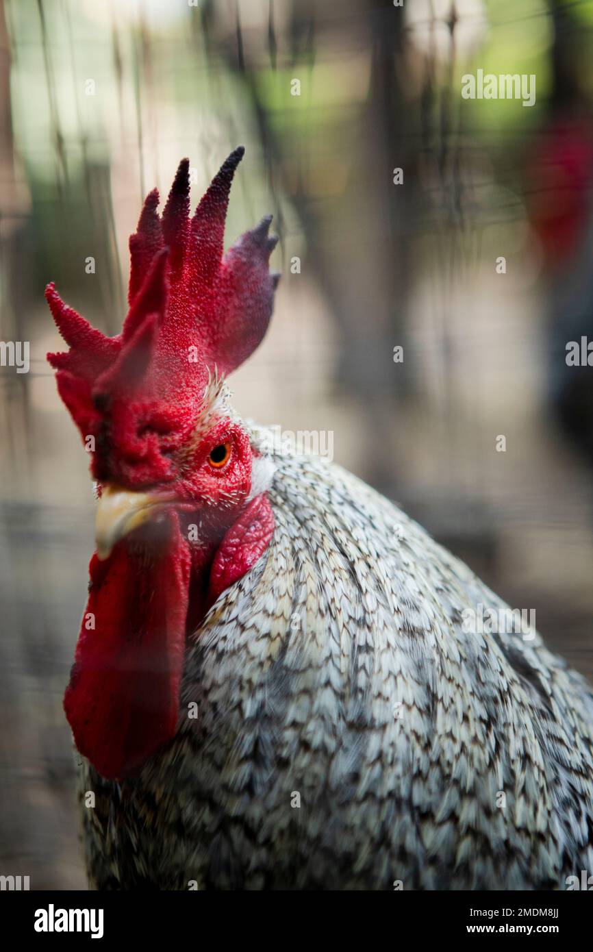 close up face of male rooster in rural farm Stock Photo - Alamy