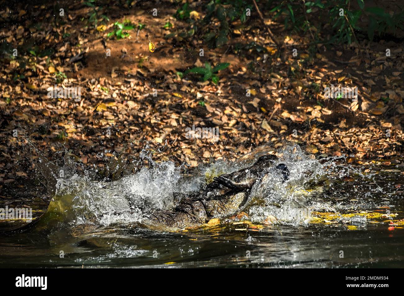 Thrashing about. India: THESE TRAGIC images show the last goodbye of a ...