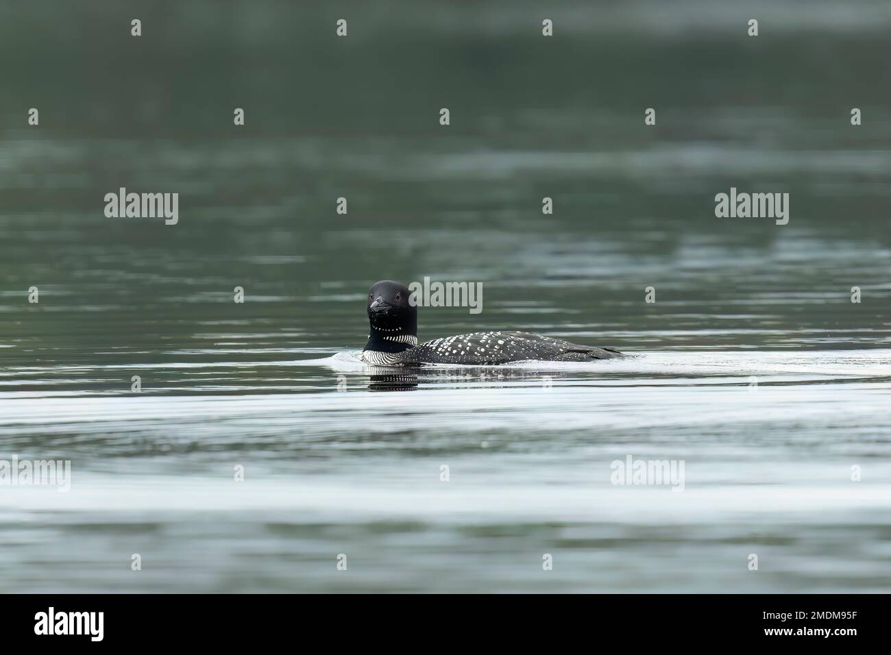 The common loon or great northern diver (Gavia immer Stock Photo - Alamy