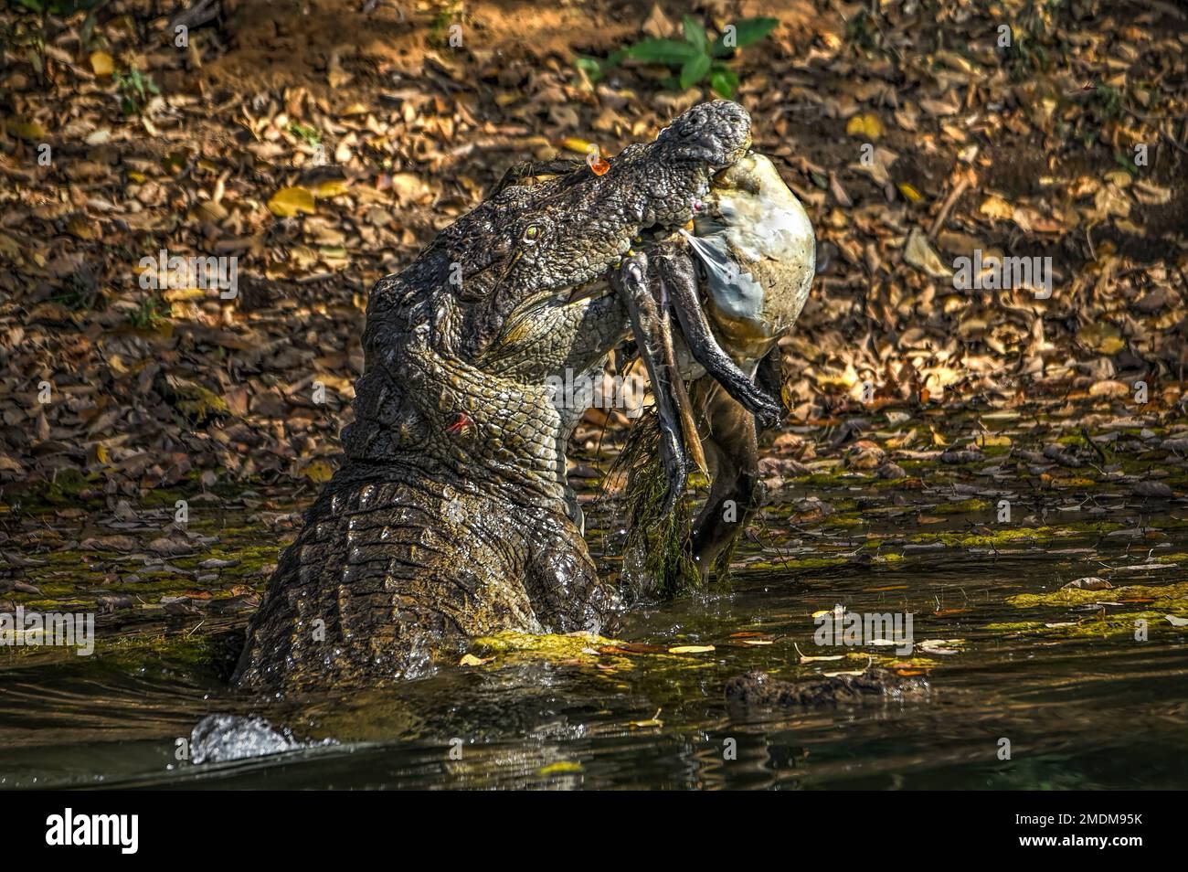 Monkey vs crocodile. India: THESE TRAGIC images show the last goodbye ...