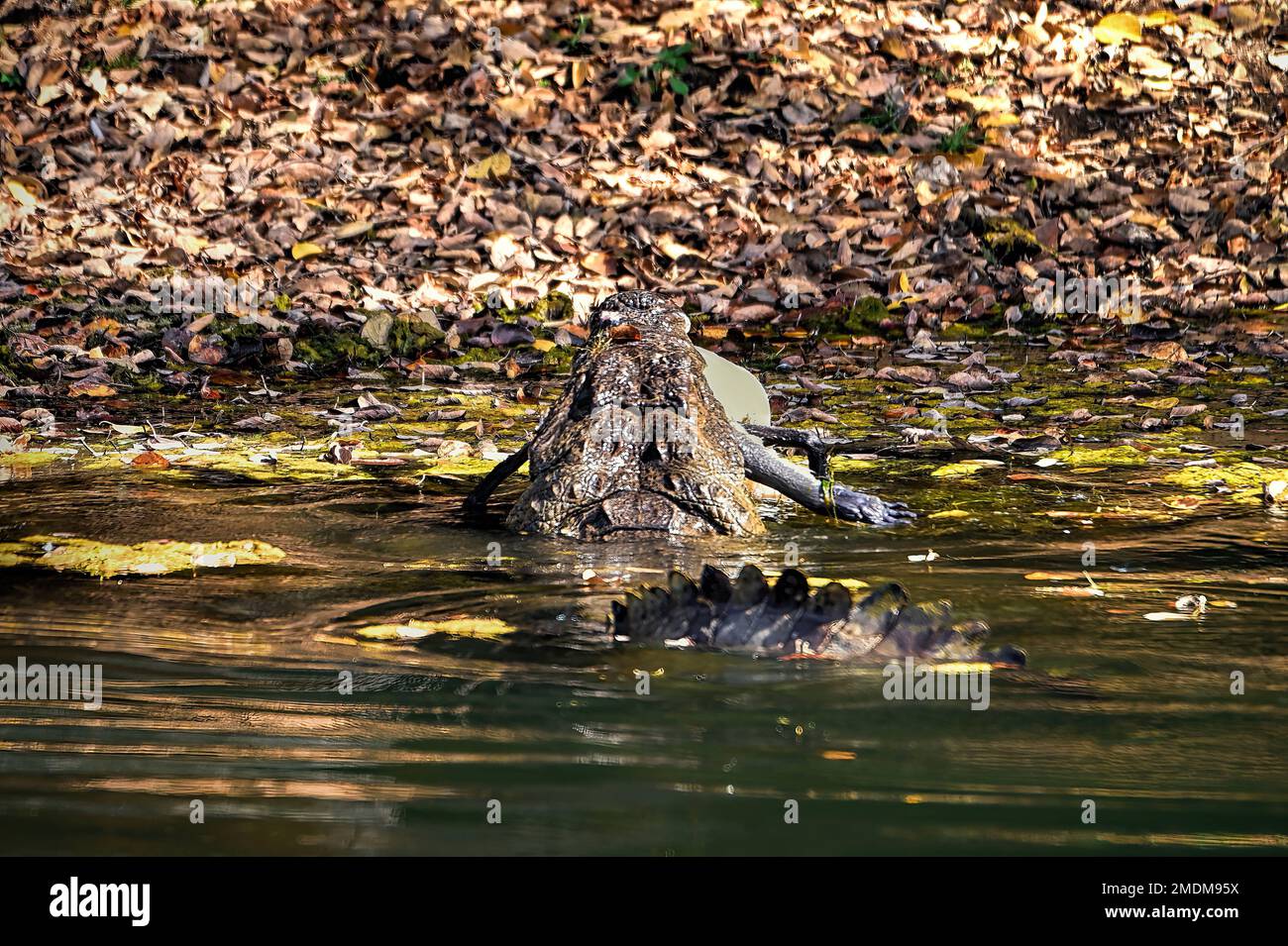 The crocodile sinking down. India: THESE TRAGIC images show the last ...