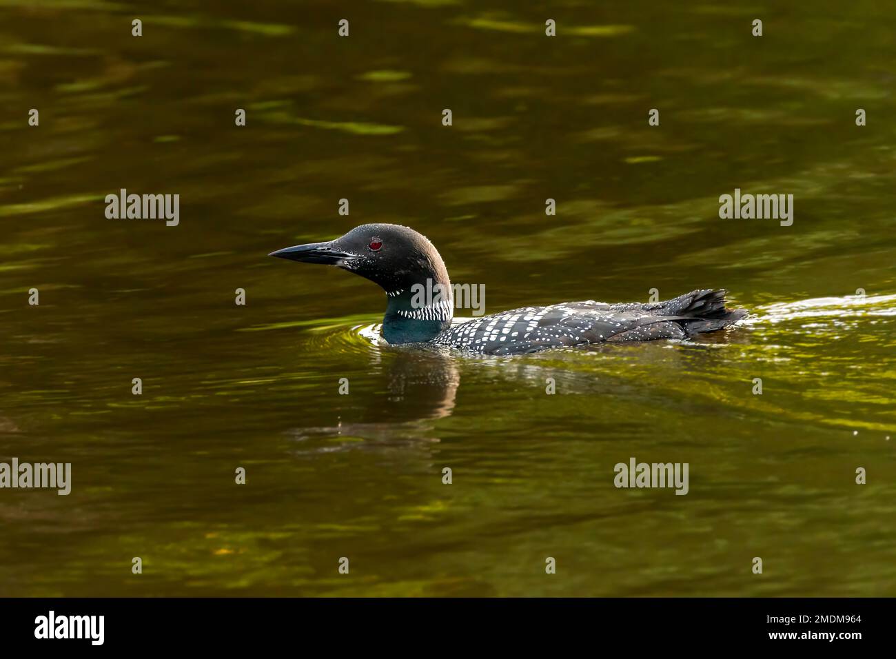 The common loon or great northern diver (Gavia immer Stock Photo - Alamy