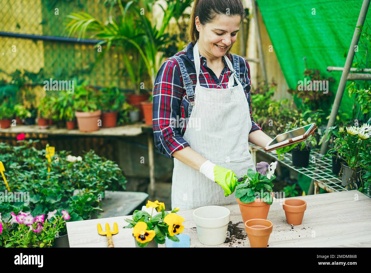 Mature woman using tablet computer inside greenhouse garden - Focus on ...