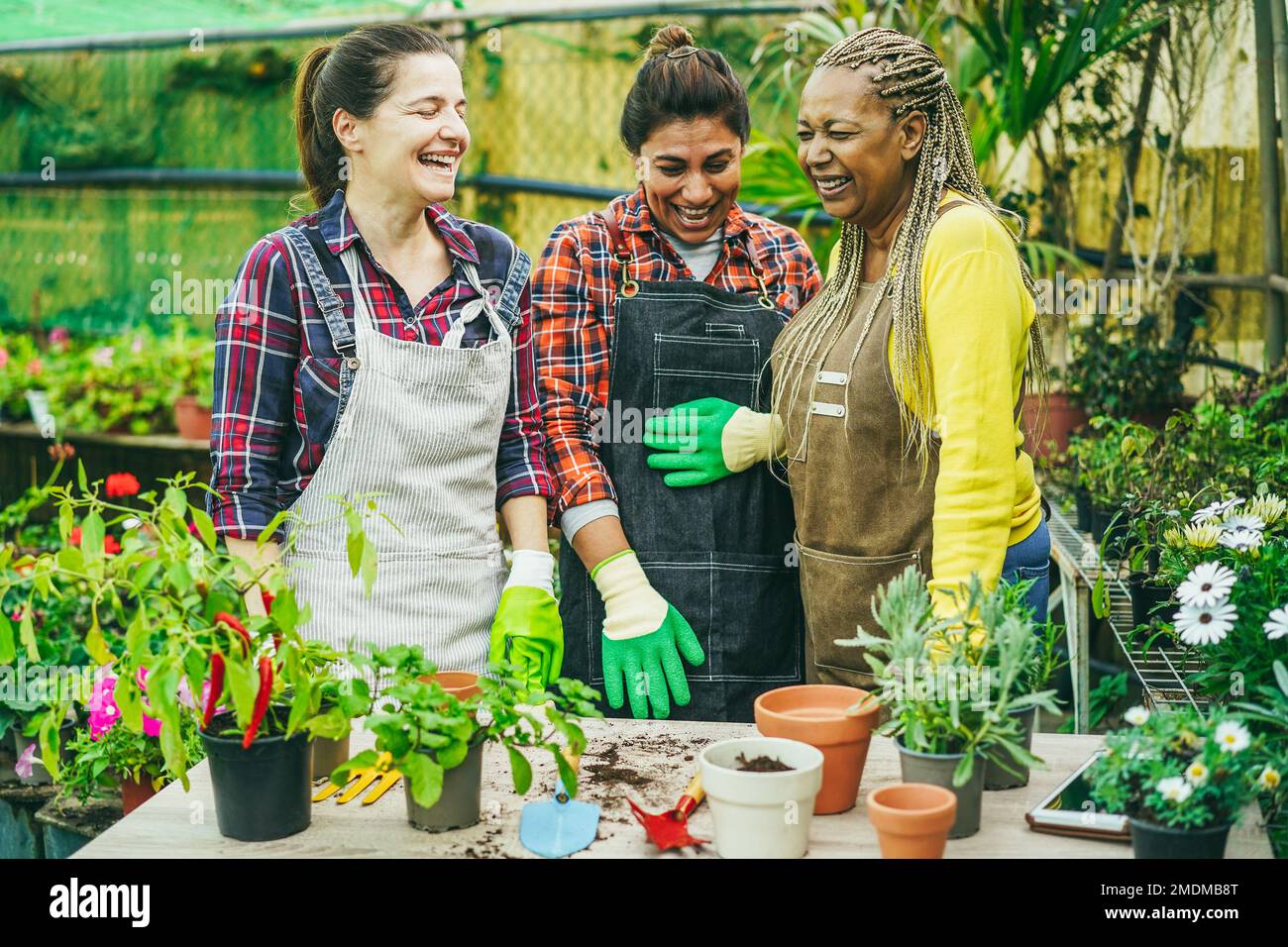 Multiracial women working inside greenhouse garden - Focus on african ...