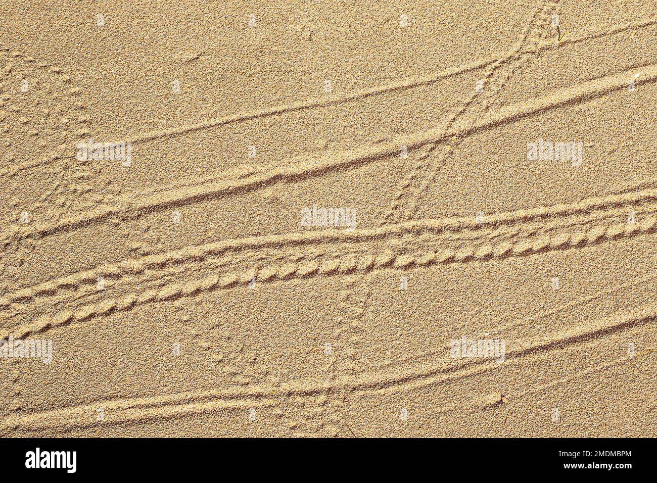 A crab footprints on the sand, animal footprints, crab trajectory Stock ...
