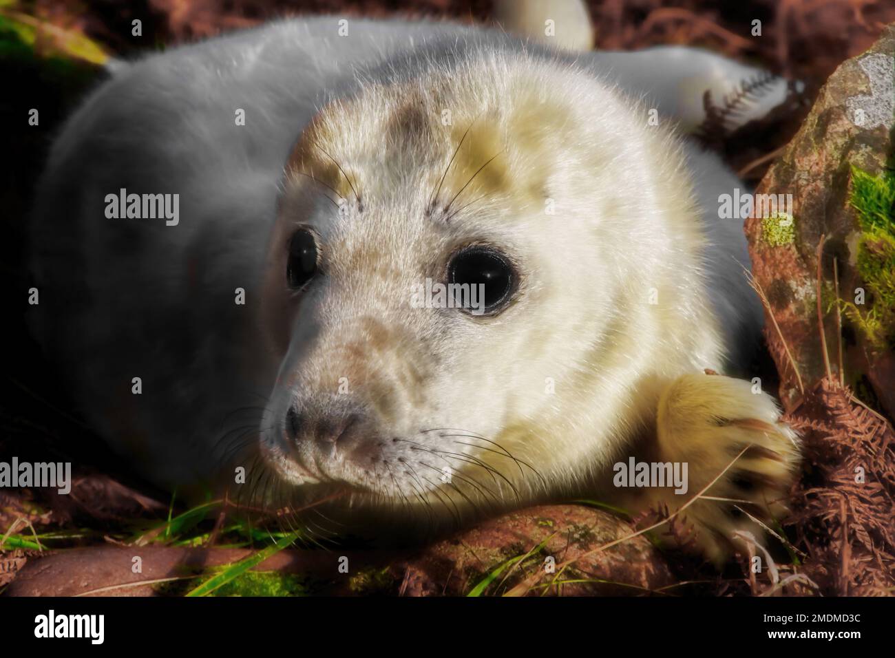Seal paw hi-res stock photography and images - Alamy