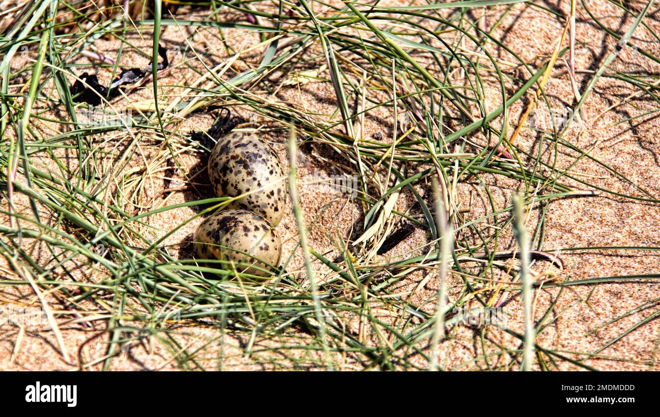Arctic tern nest in sand and beach grass with two eggs Stock Photo - Alamy