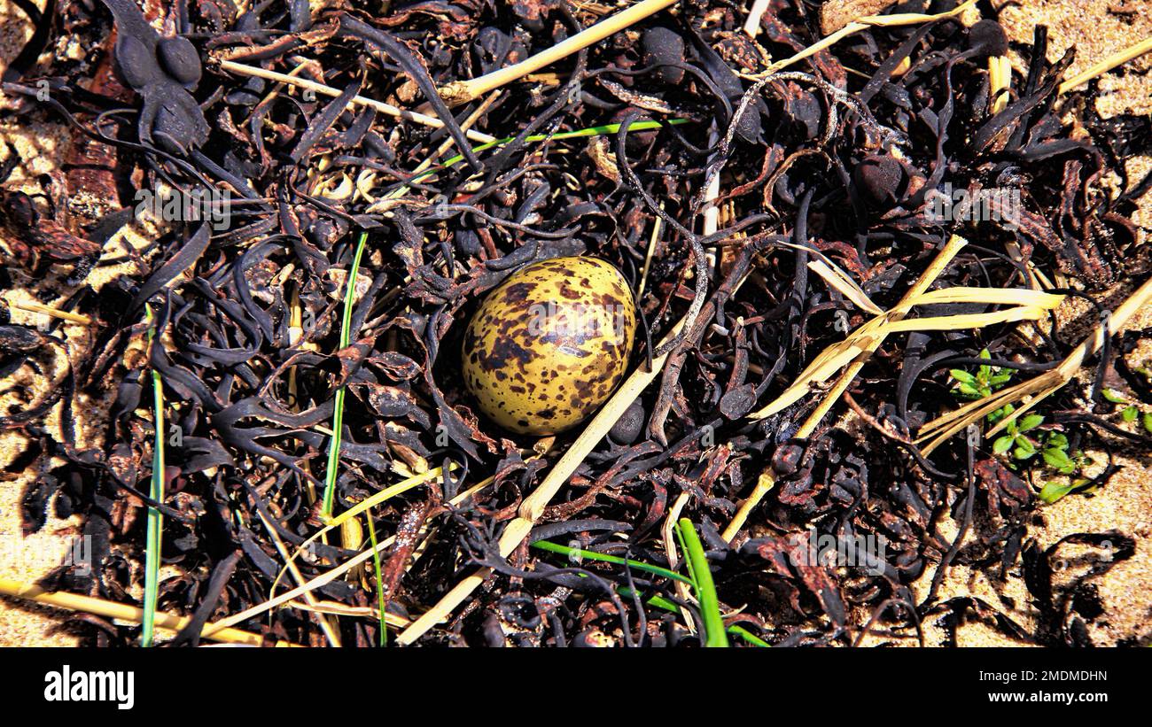 Arctic tern nest in seaweed with a single egg Stock Photo - Alamy