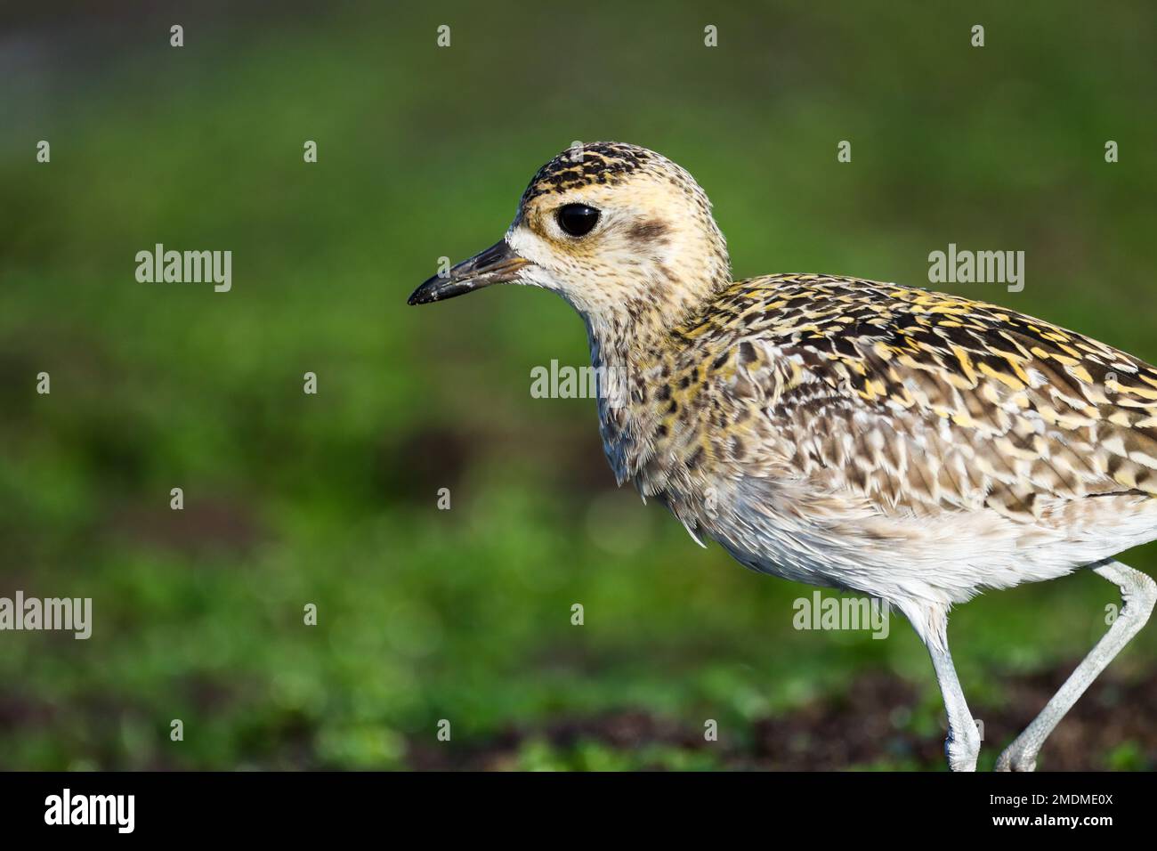 Plover bird design hi-res stock photography and images - Alamy