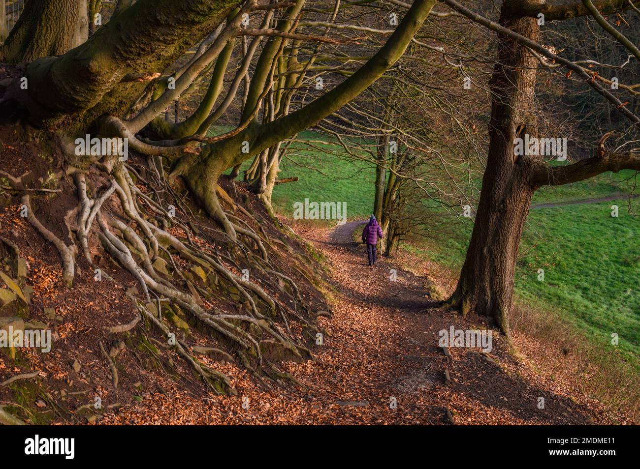 Walking to Grizedale from Slean End above Garstang in Lancashire Stock ...