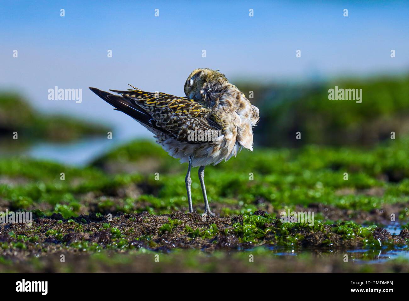 Pacific golden plover standing on rock and cleaning its feathers. Water ...