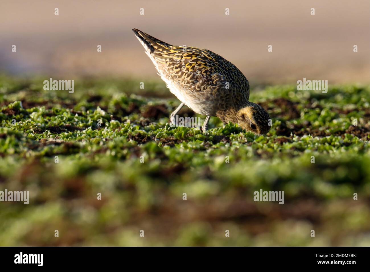 Pacific golden plover foraging on the rock. Water bird Stock Photo - Alamy