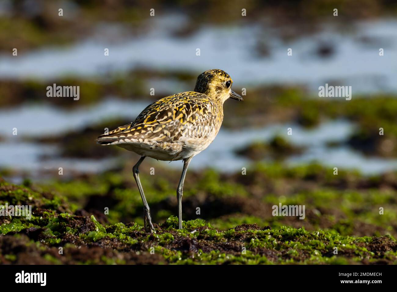Pacific golden plover standing on the rock. Pluvialis fulva. Water bird ...