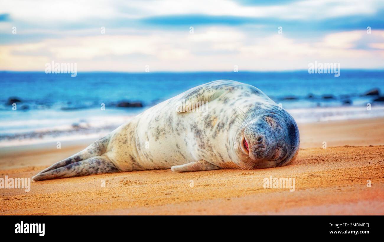 Grey seal fast asleep on a beach Stock Photo - Alamy