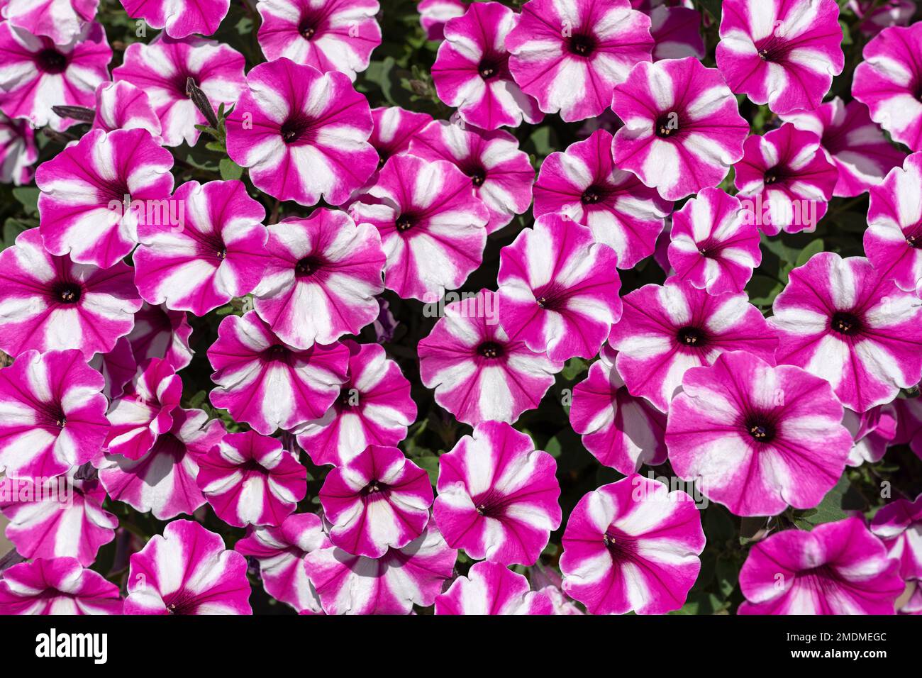Lots of pink white striped, dense flowers of a petunia Stock Photo - Alamy