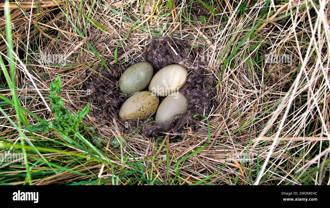 Eider duck nest lined with eider down with four eggs Stock Photo - Alamy