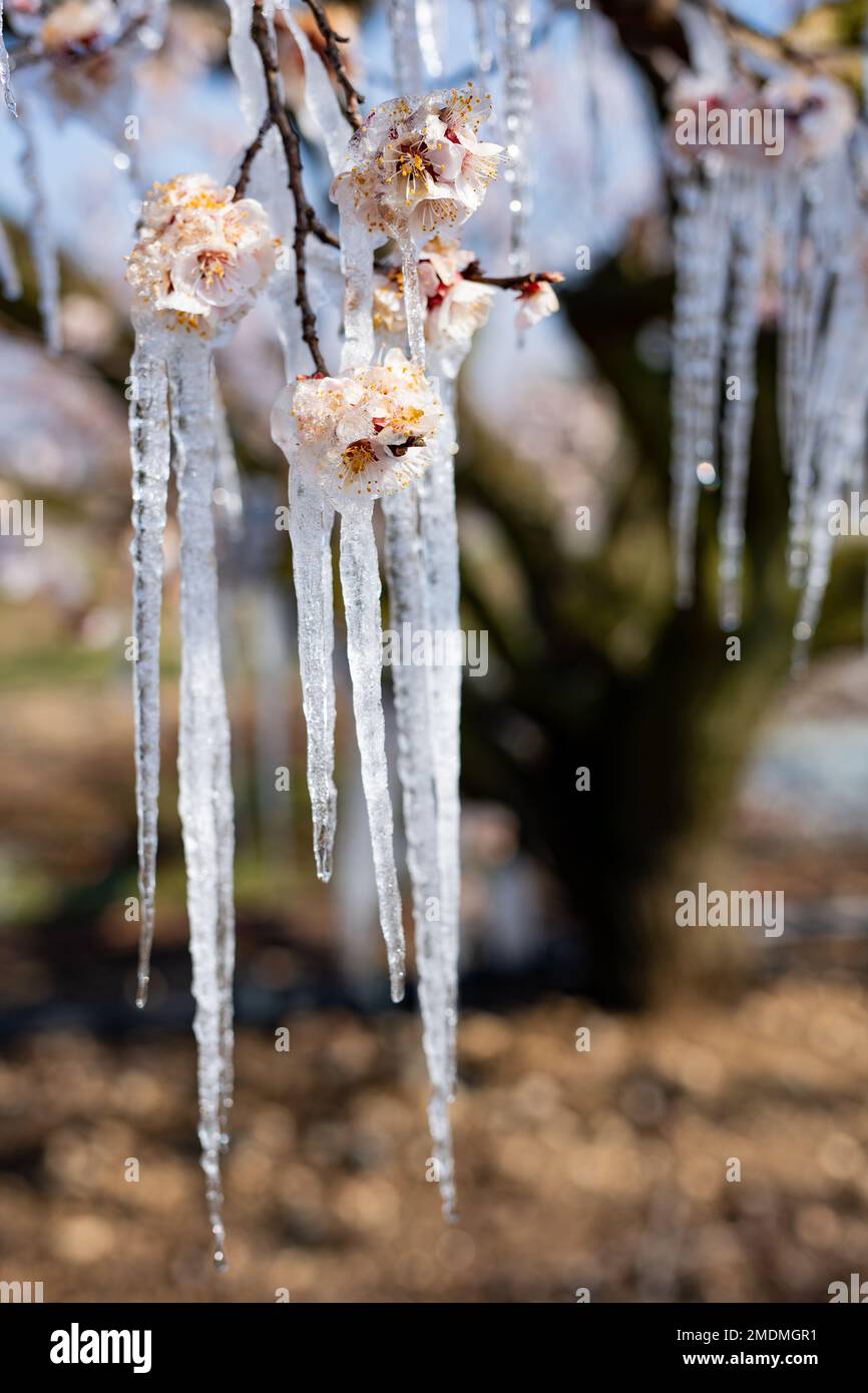 Sprinkler system frost protection hi-res stock photography and images ...