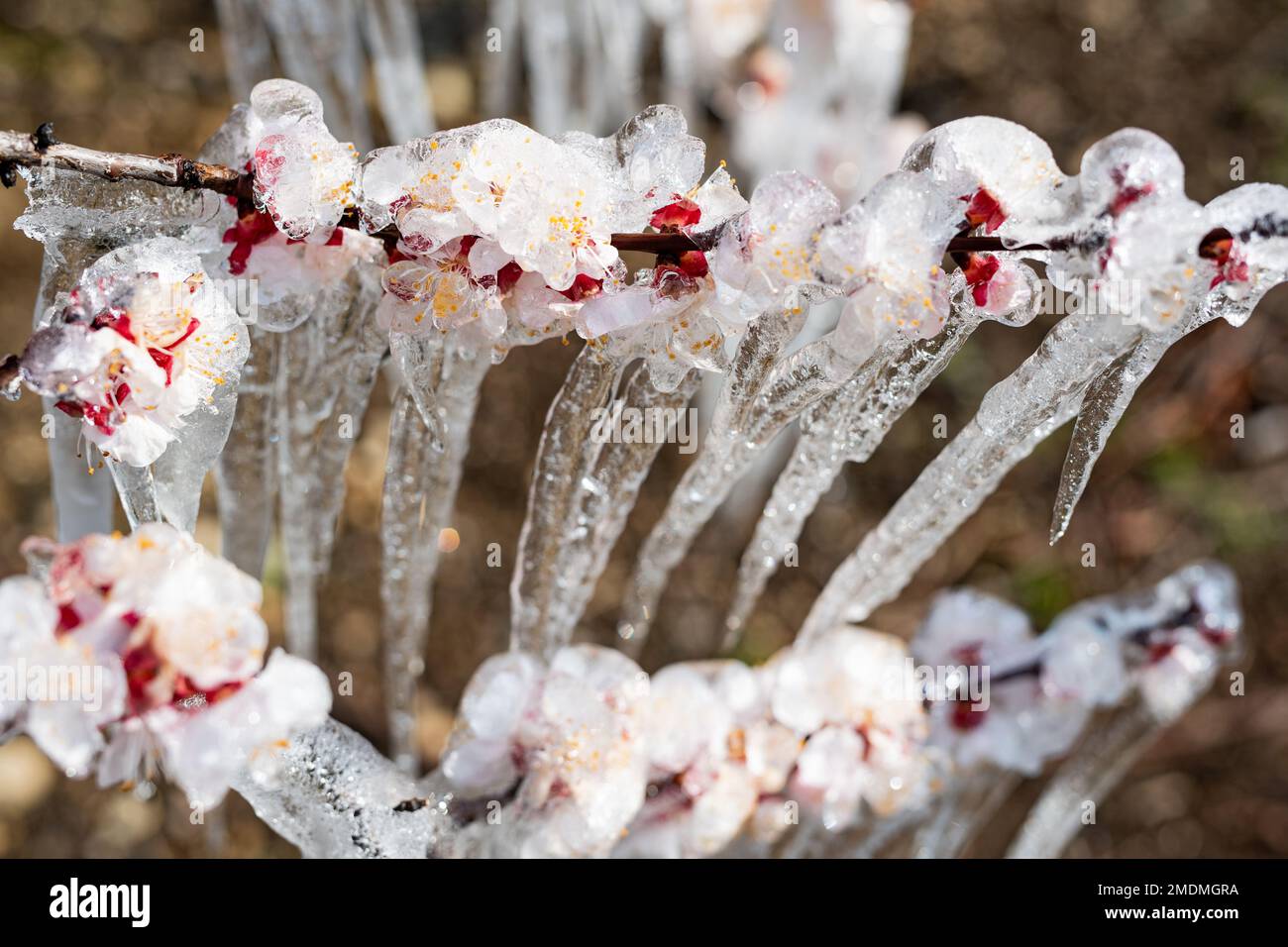 Drome department (south-eastern France): fight against spring frost ...
