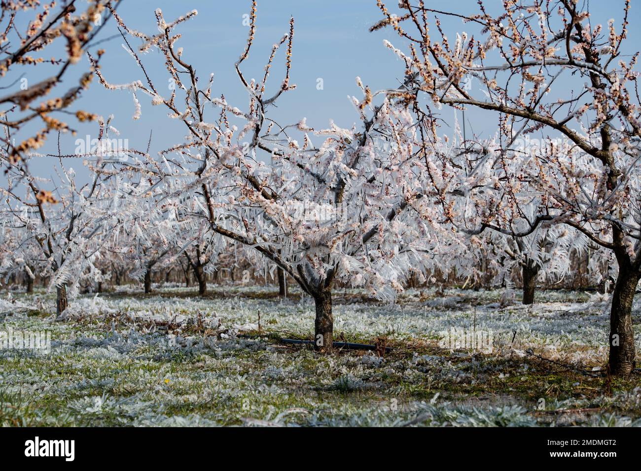 Drome department (south-eastern France): fight against spring frost damages to fruit crops ...