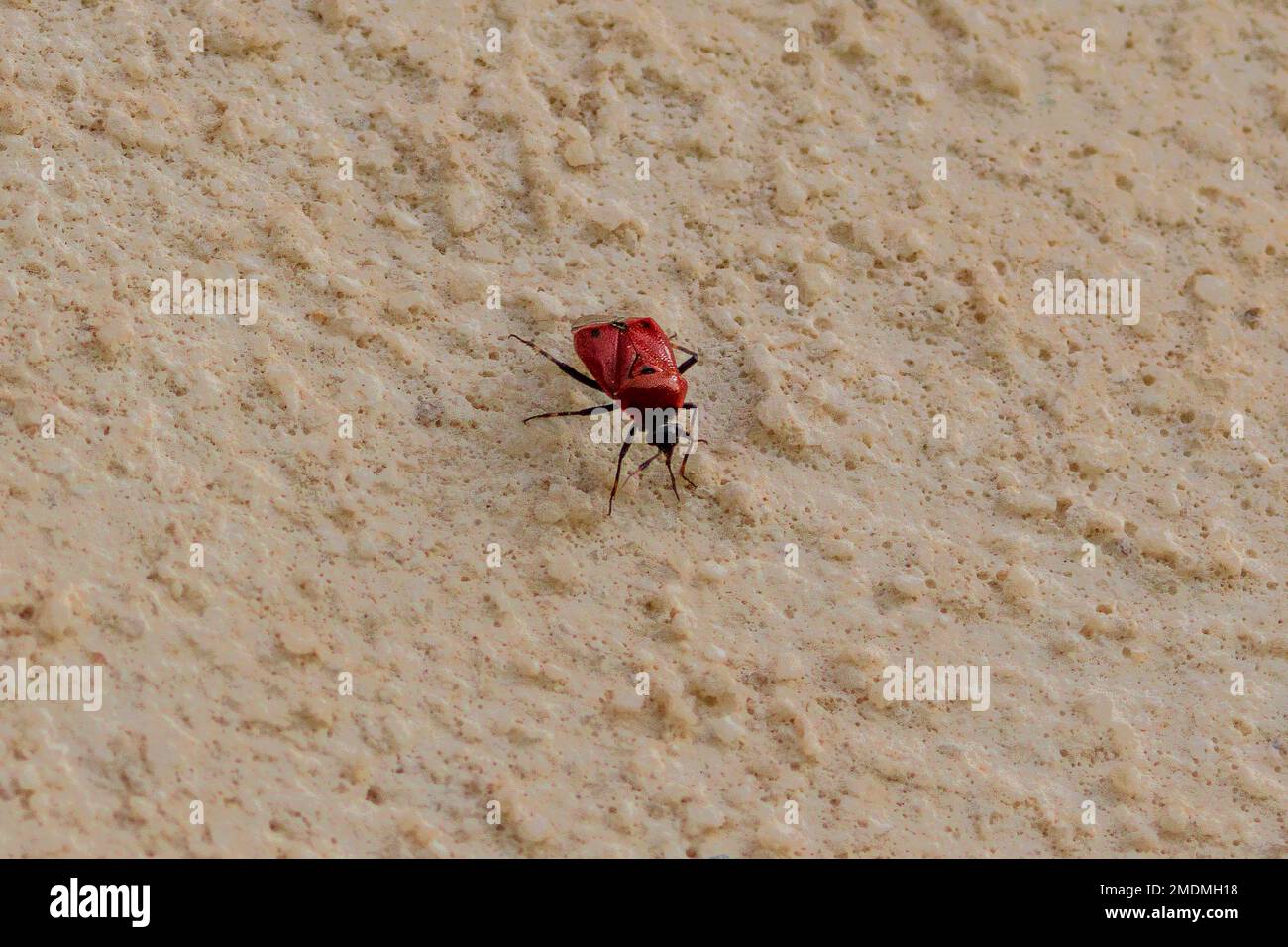 Deraeocoris punctum hi-res stock photography and images - Alamy