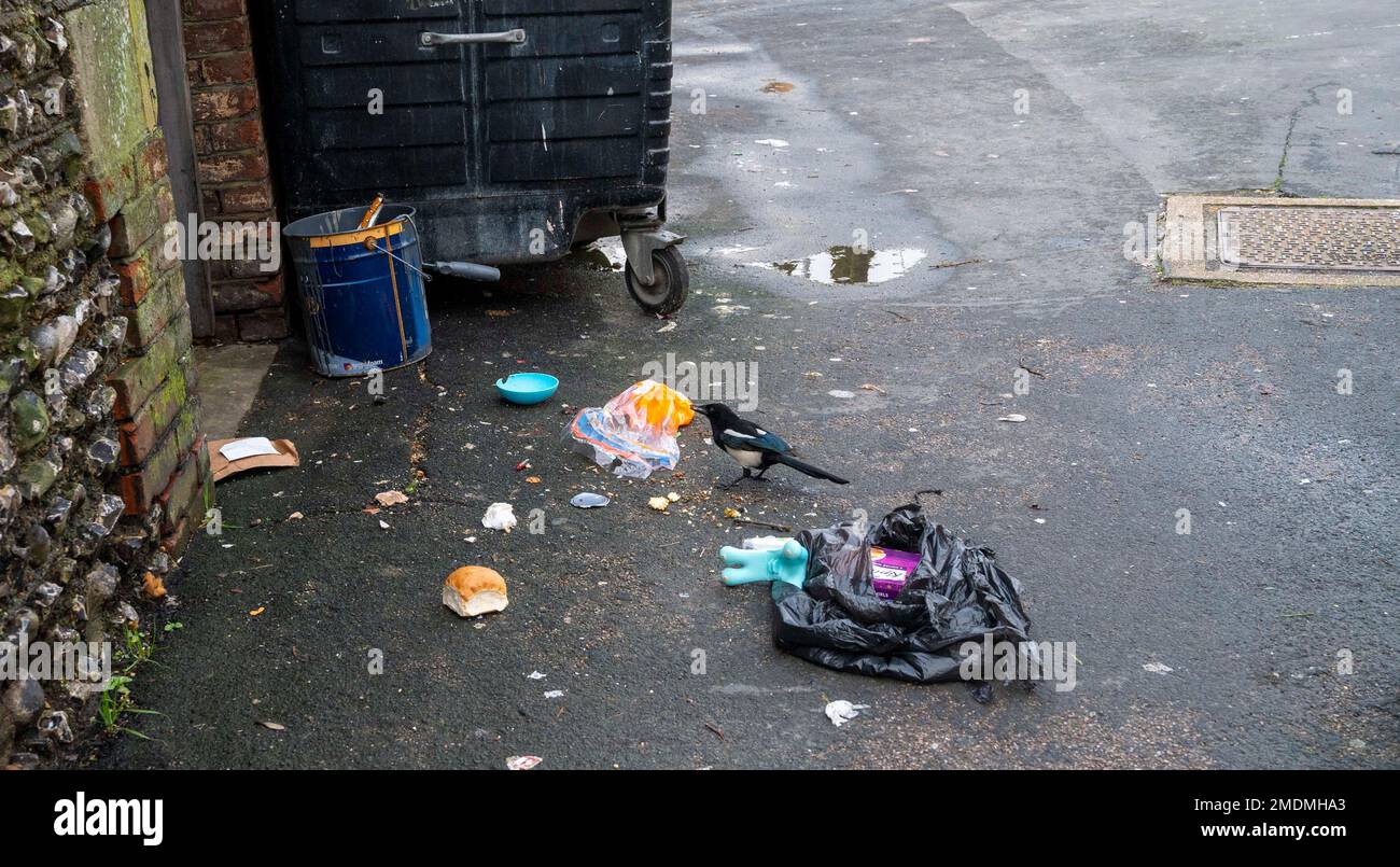 Magpies and rubbish hi-res stock photography and images - Alamy