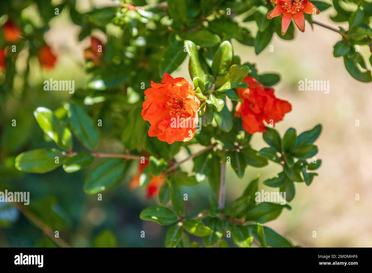 Punica granatum, Pomegranate Flowers Stock Photo - Alamy
